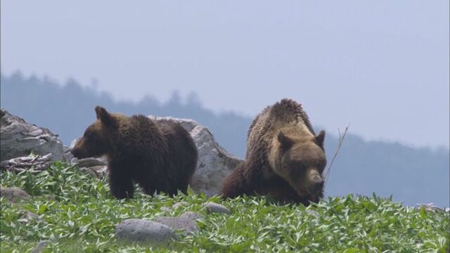 【追跡】登山者がクマに襲われ死亡 見過ごされた“予兆” なぜ入山規制せず？ 世界自然遺産・知床の苦悩 HTB北海道ニュース