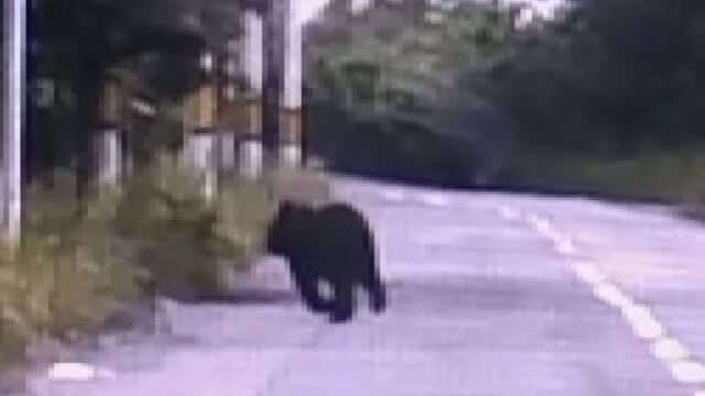 【クマ目撃】犬の散歩帰りの男性が車を運転していたら…体長約1メートル 新ひだか町静内真歌 HTB北海道ニュース